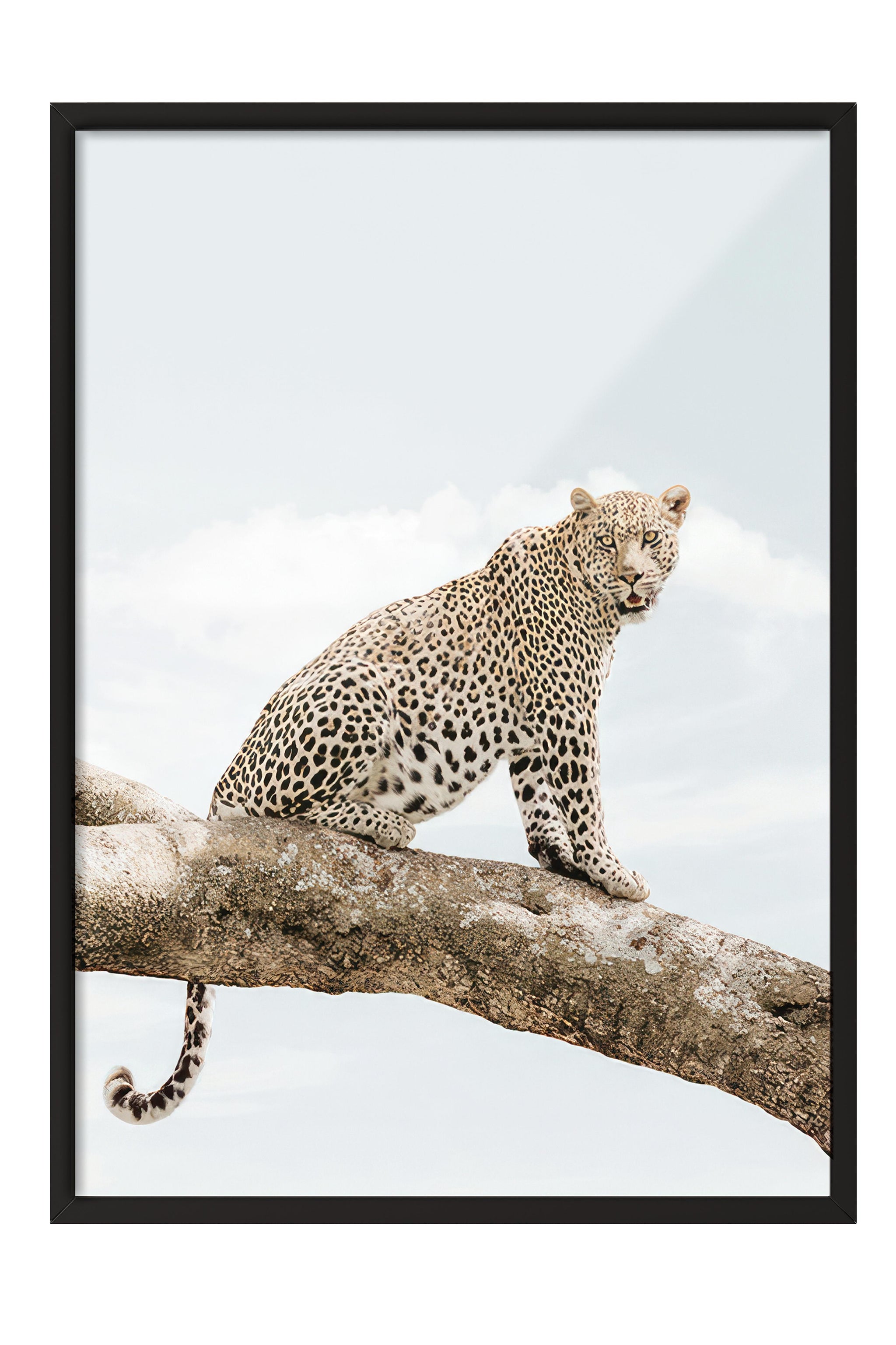 Resting Leopard Çerçeveli Tablo, Siyah Çerçeve ve Poster, Duvar Tablos